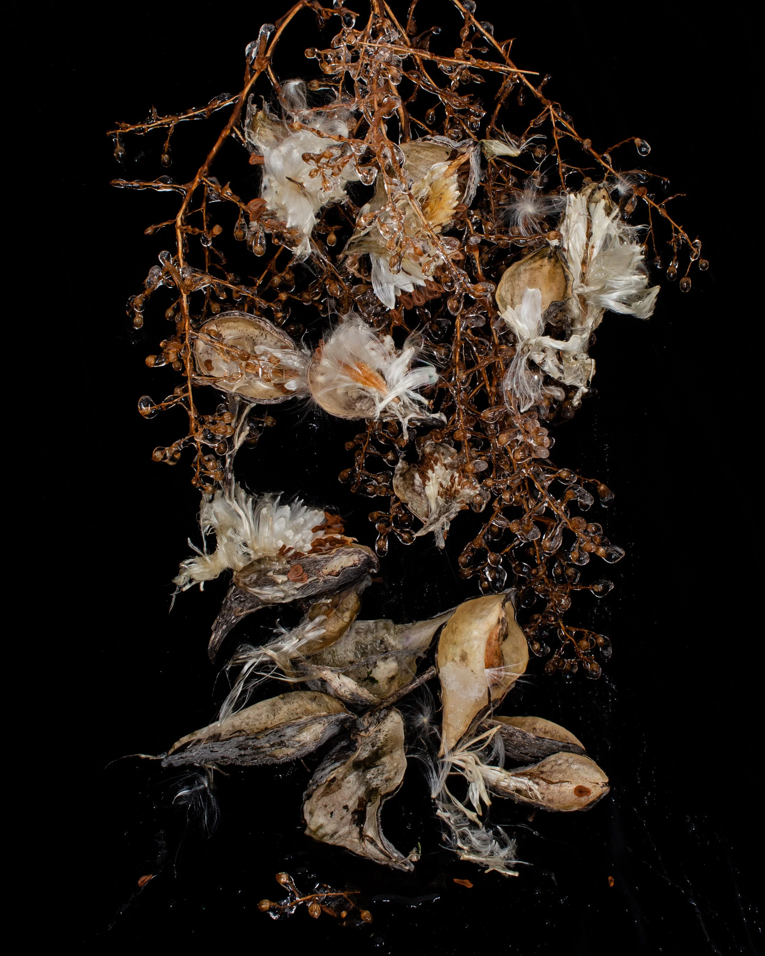 Limited Edition Prints | Shop Exclusive Art — Ashley Weeks Cart Studio