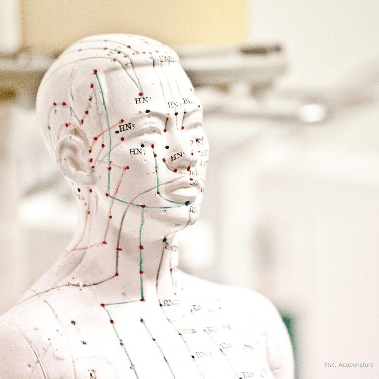 Key Meridian Points in Acupressure: Unlocking Natural Healing — YSC ...