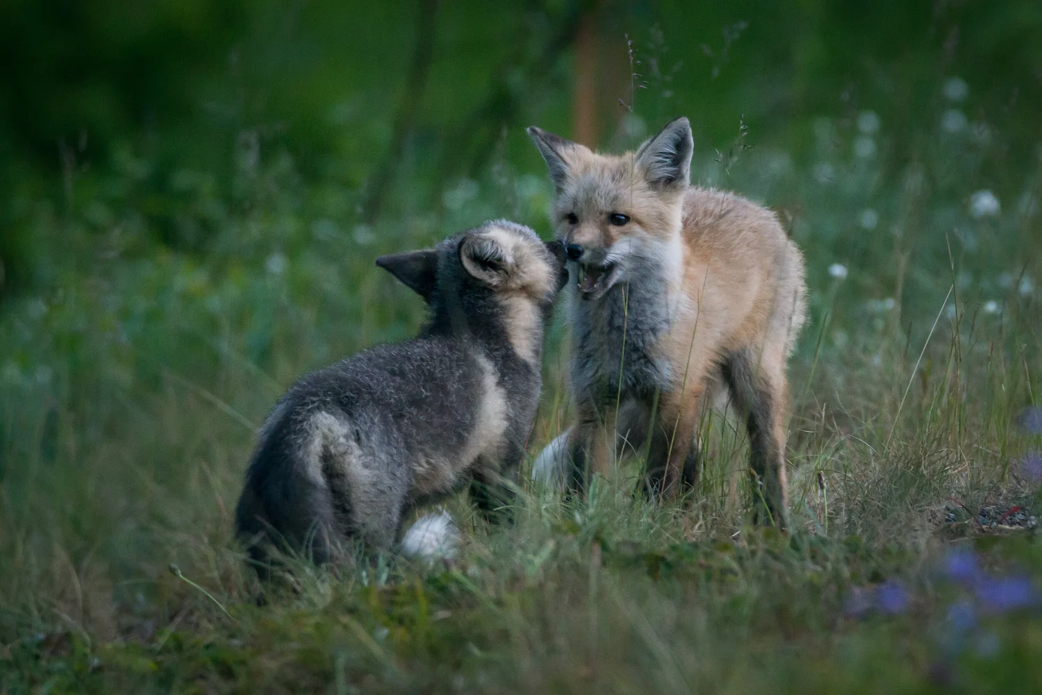 Pacific Northwest — Jacob Newell Photography
