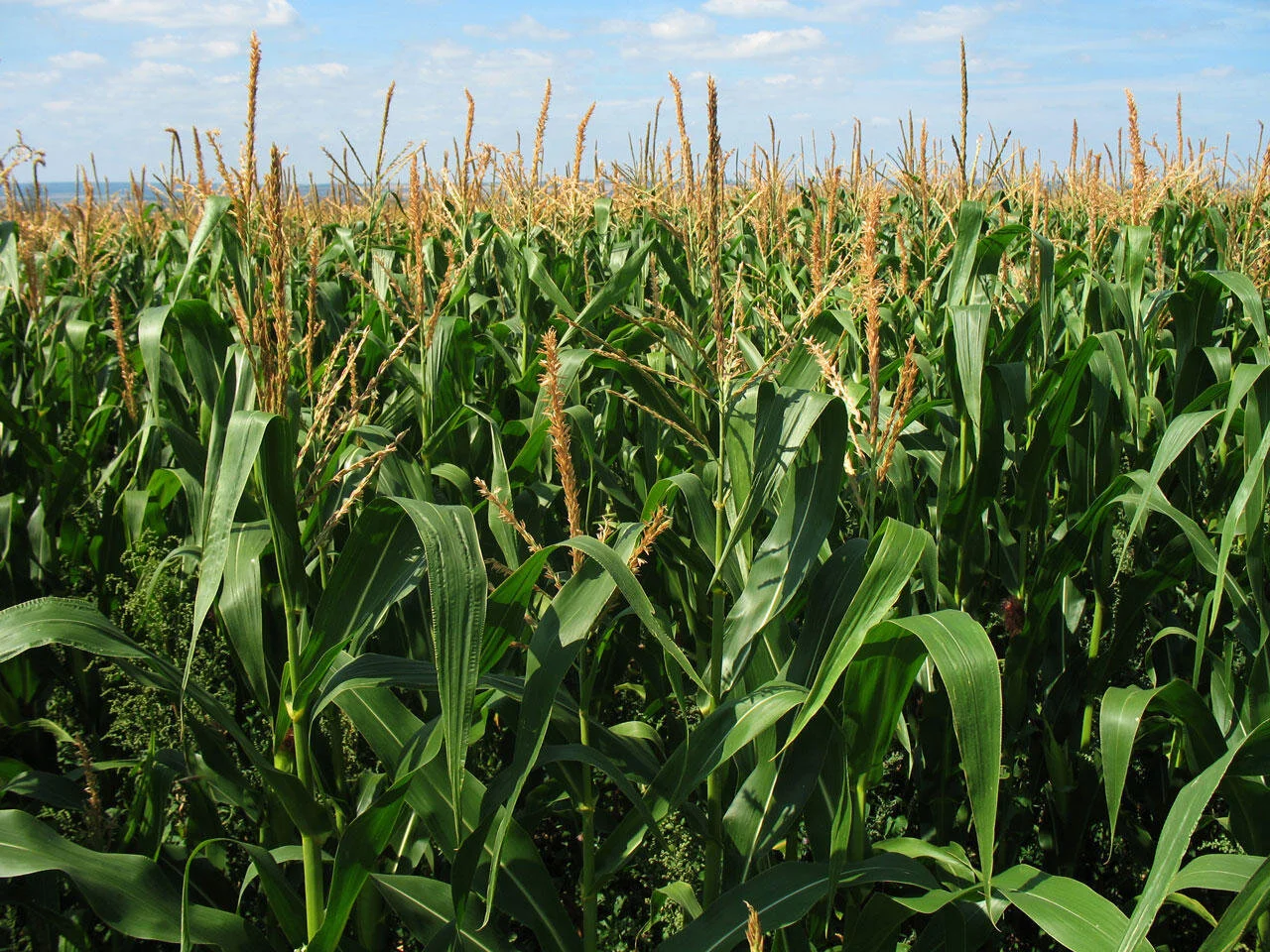 Paquette Farm