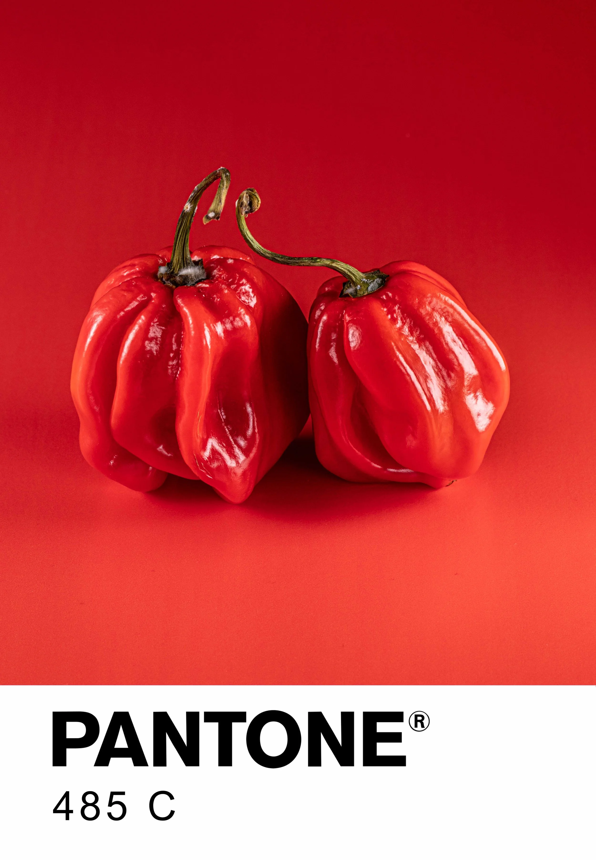 Katija Zivkovic - Photographer