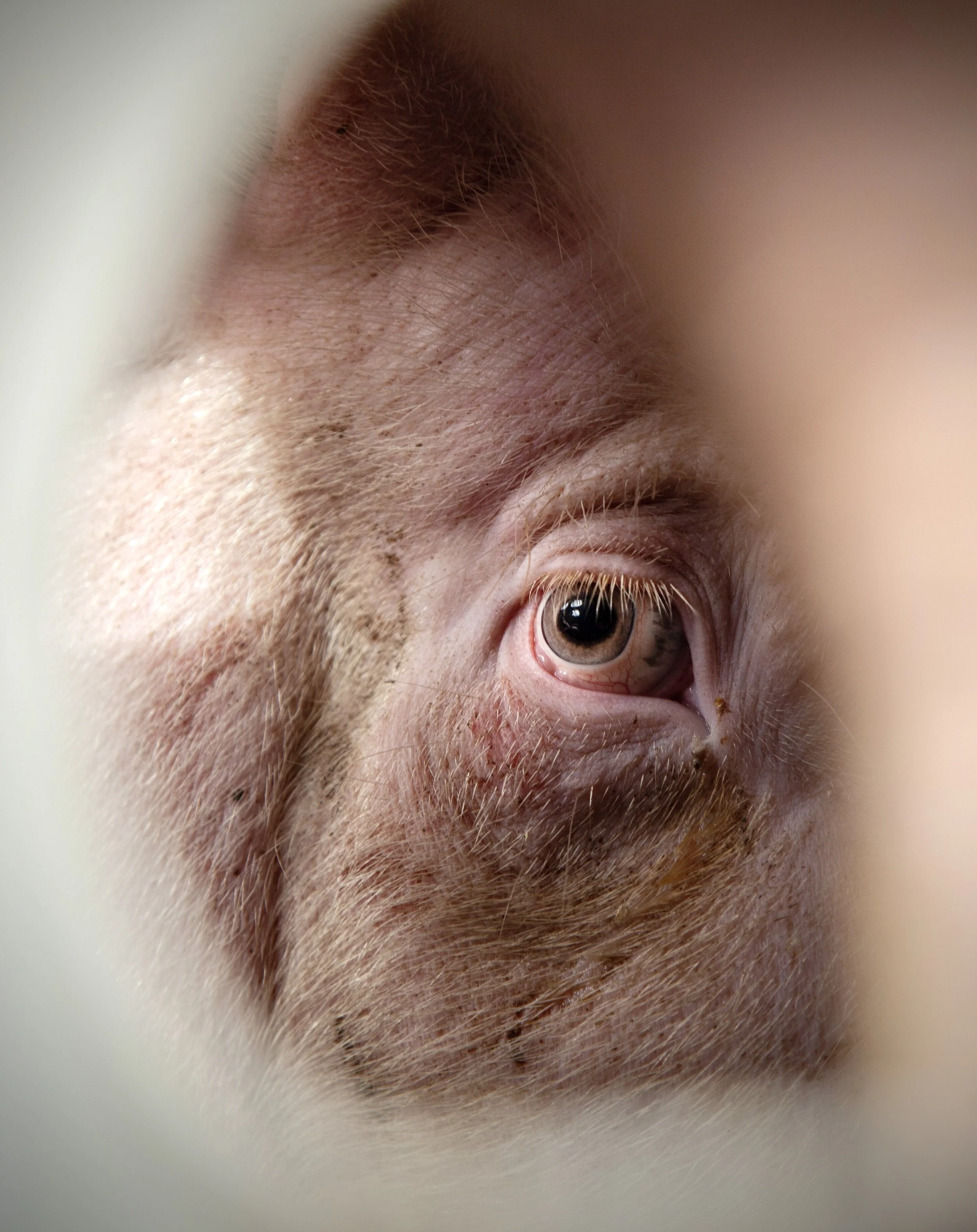 Sentience — Animal Sentience Project