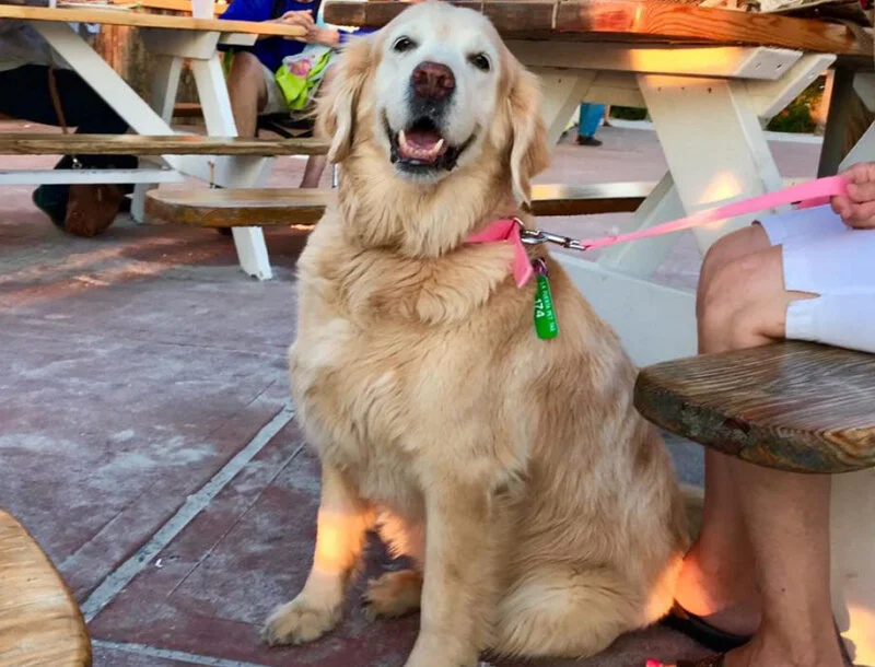 Are Dogs Allowed On Pass A Grille Beach