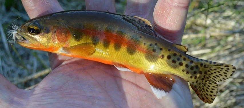 Golden Trout Guiding Co. Eastern Sierra Fly Fishing Report Eastern ...