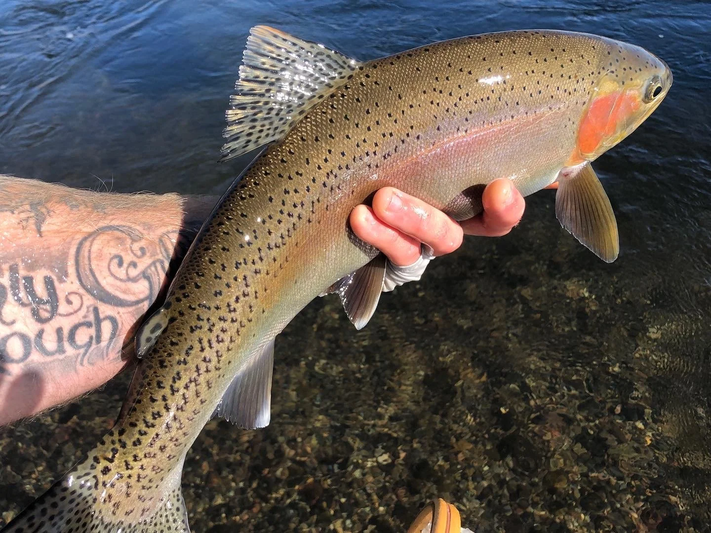 Golden Trout Guiding Co.
