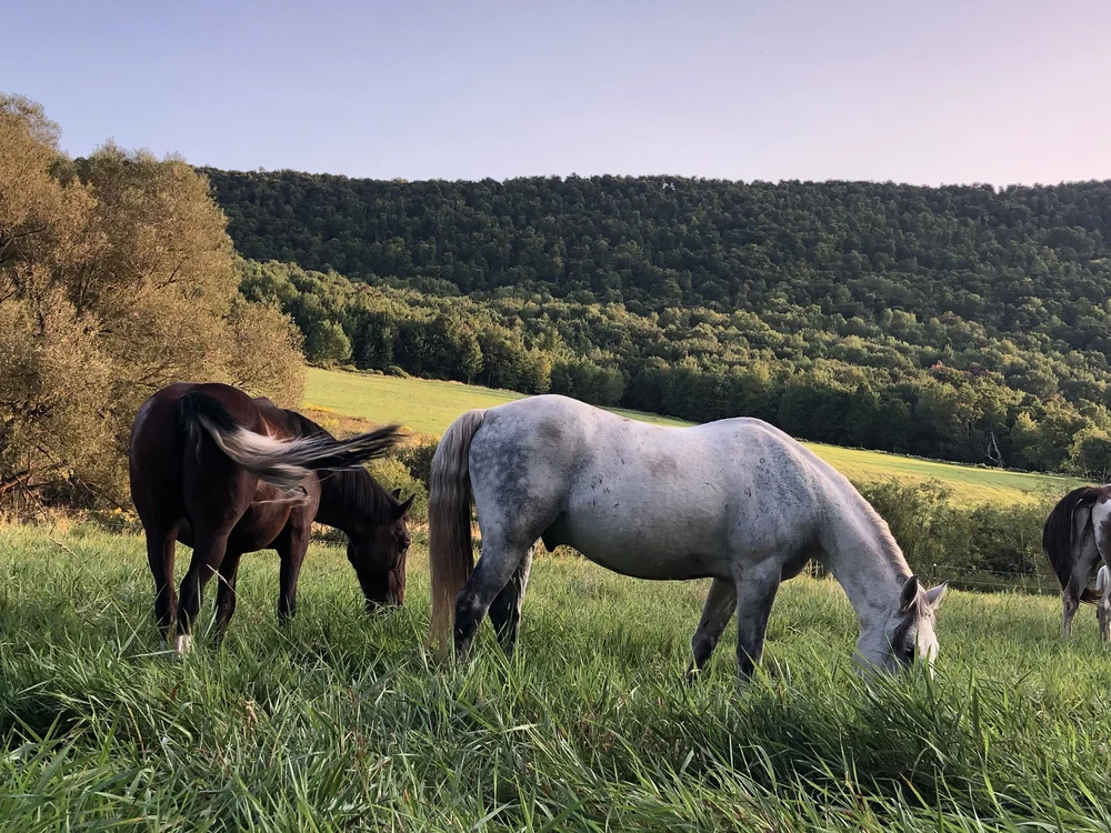 ROSEMARY FARM SANCTUARY