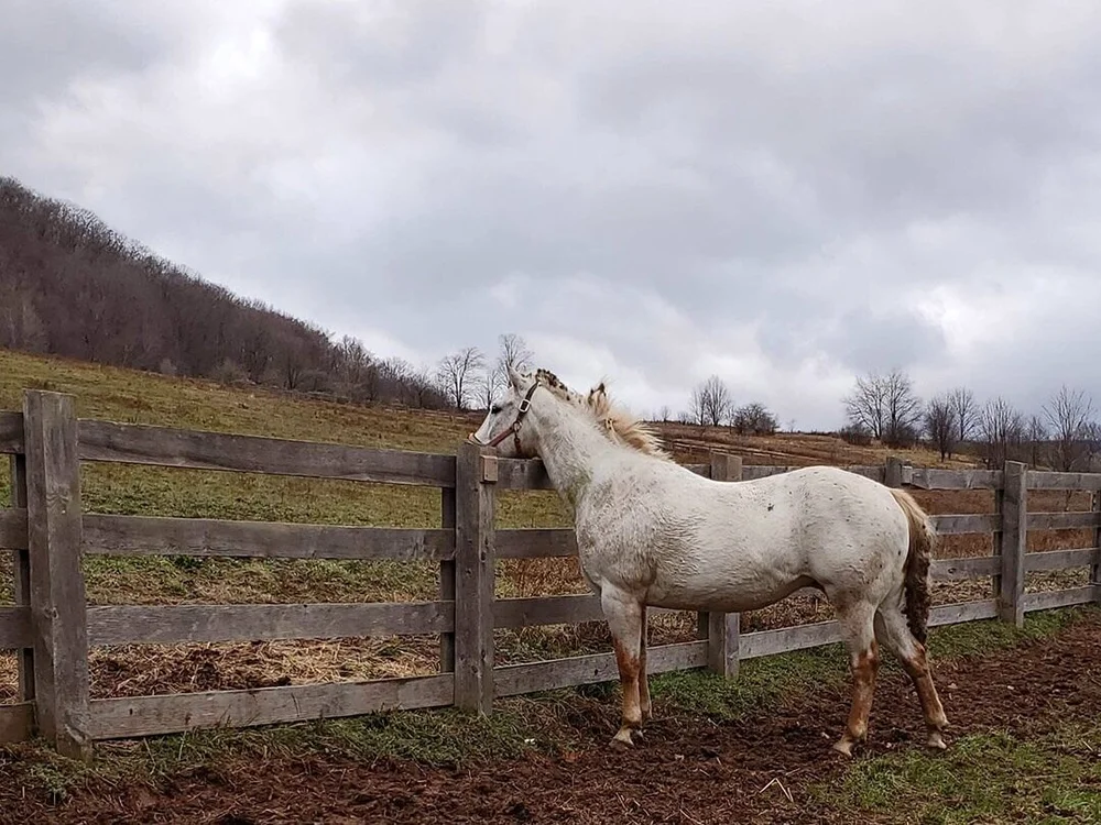The Horses — ROSEMARY FARM SANCTUARY
