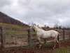 The Horses — ROSEMARY FARM SANCTUARY
