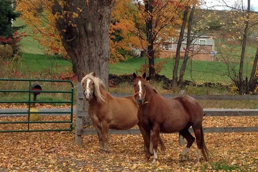 Upcoming Events — ROSEMARY FARM SANCTUARY
