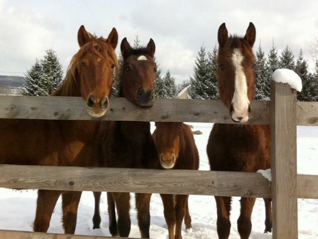 Legacy Circle — ROSEMARY FARM SANCTUARY
