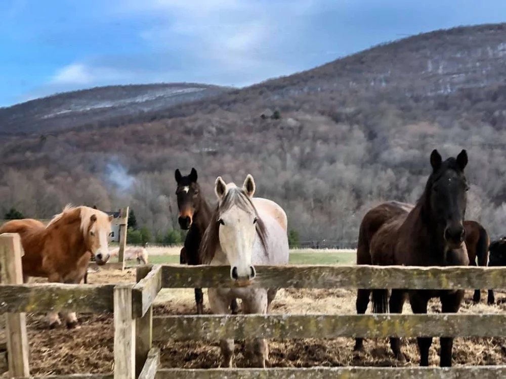 THE SANCTUARY — ROSEMARY FARM SANCTUARY