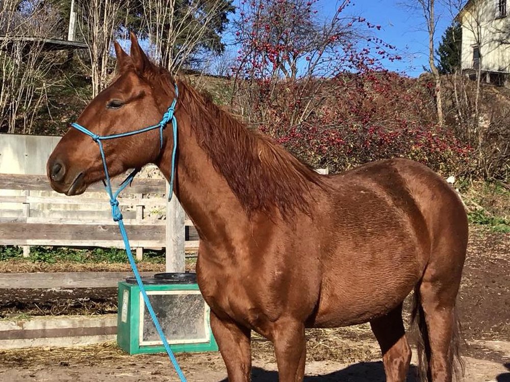 Before and After — ROSEMARY FARM SANCTUARY