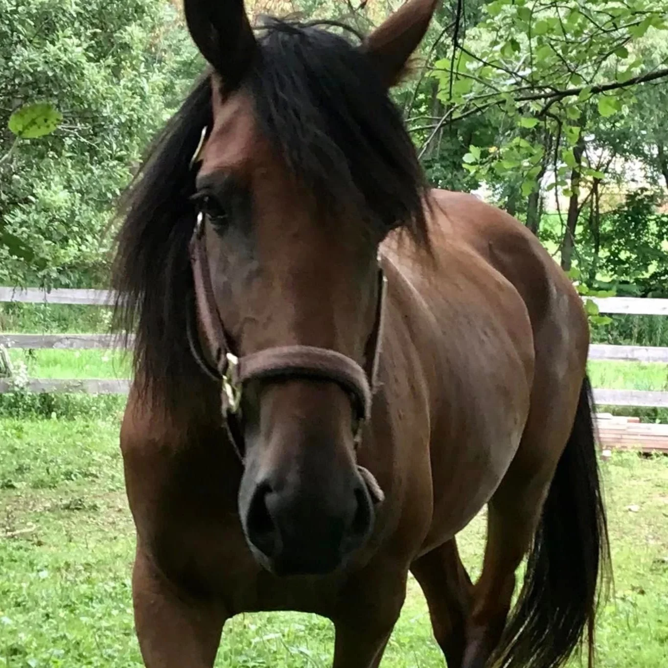 New Intakes — ROSEMARY FARM SANCTUARY