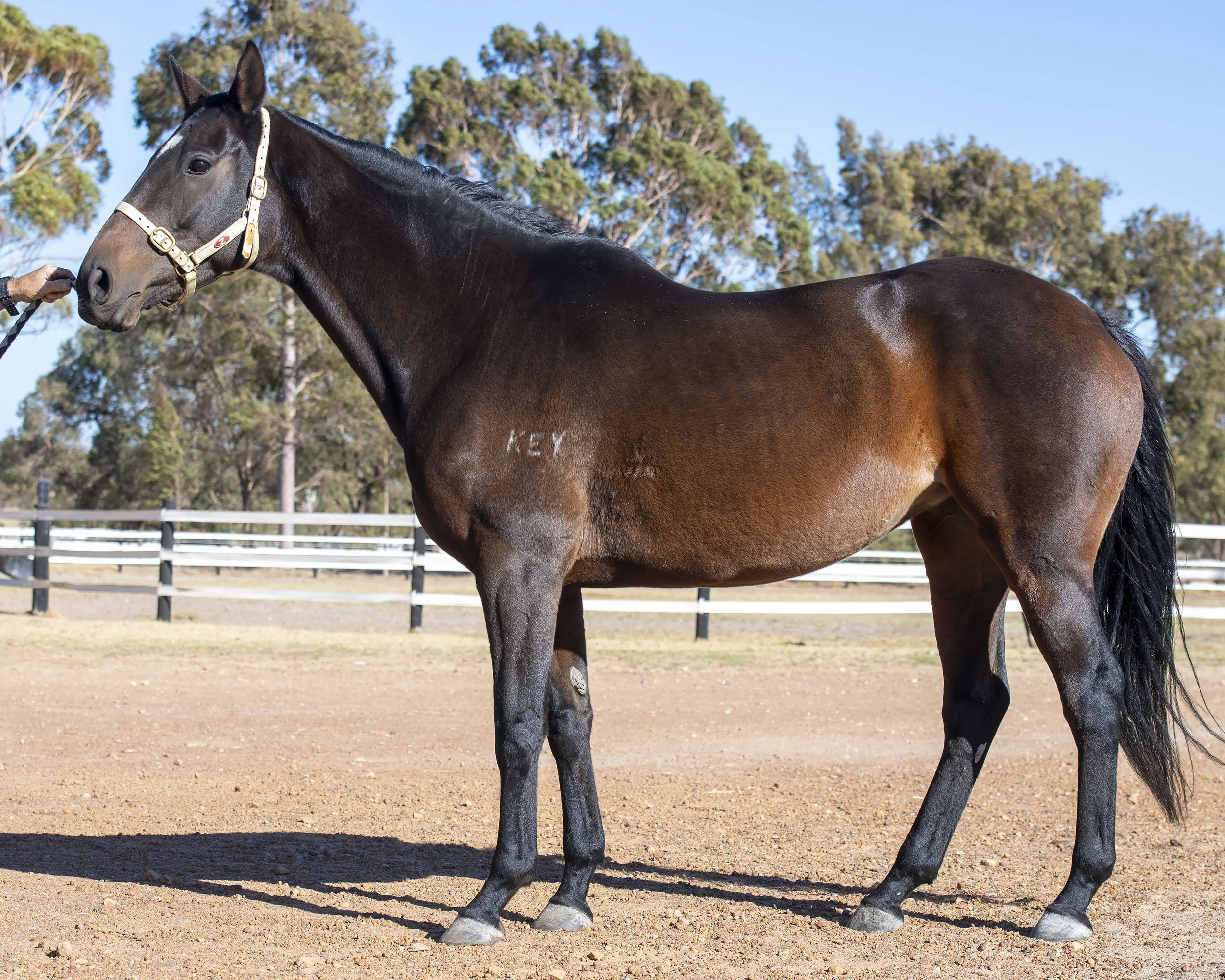 WA — Rehome A Racehorse