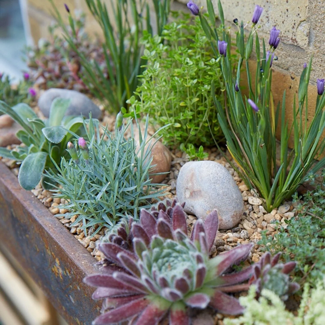 Lucy Conochie Design