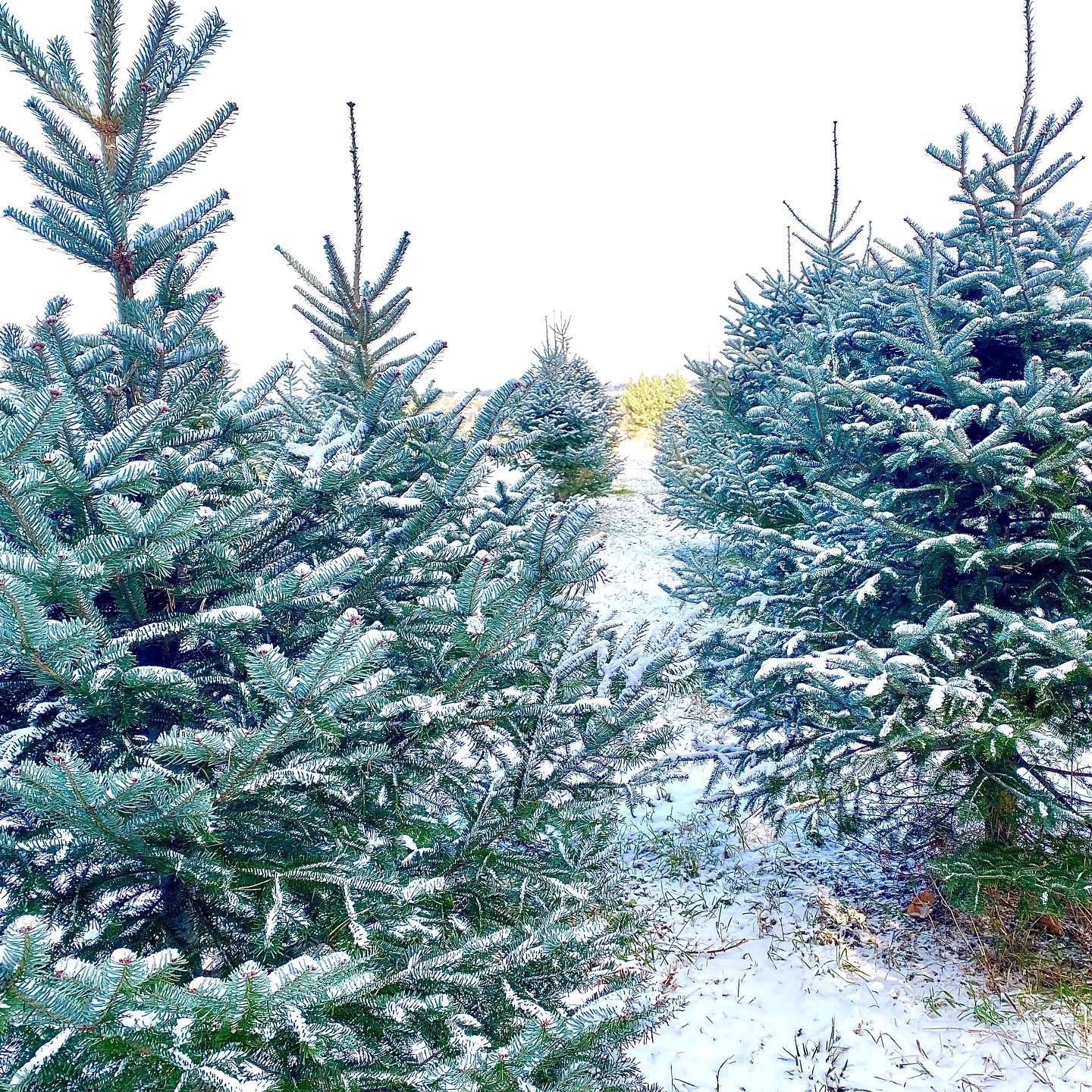Hope's Christmas Tree Farm | Durham Region Christmas Events, Trees and ...