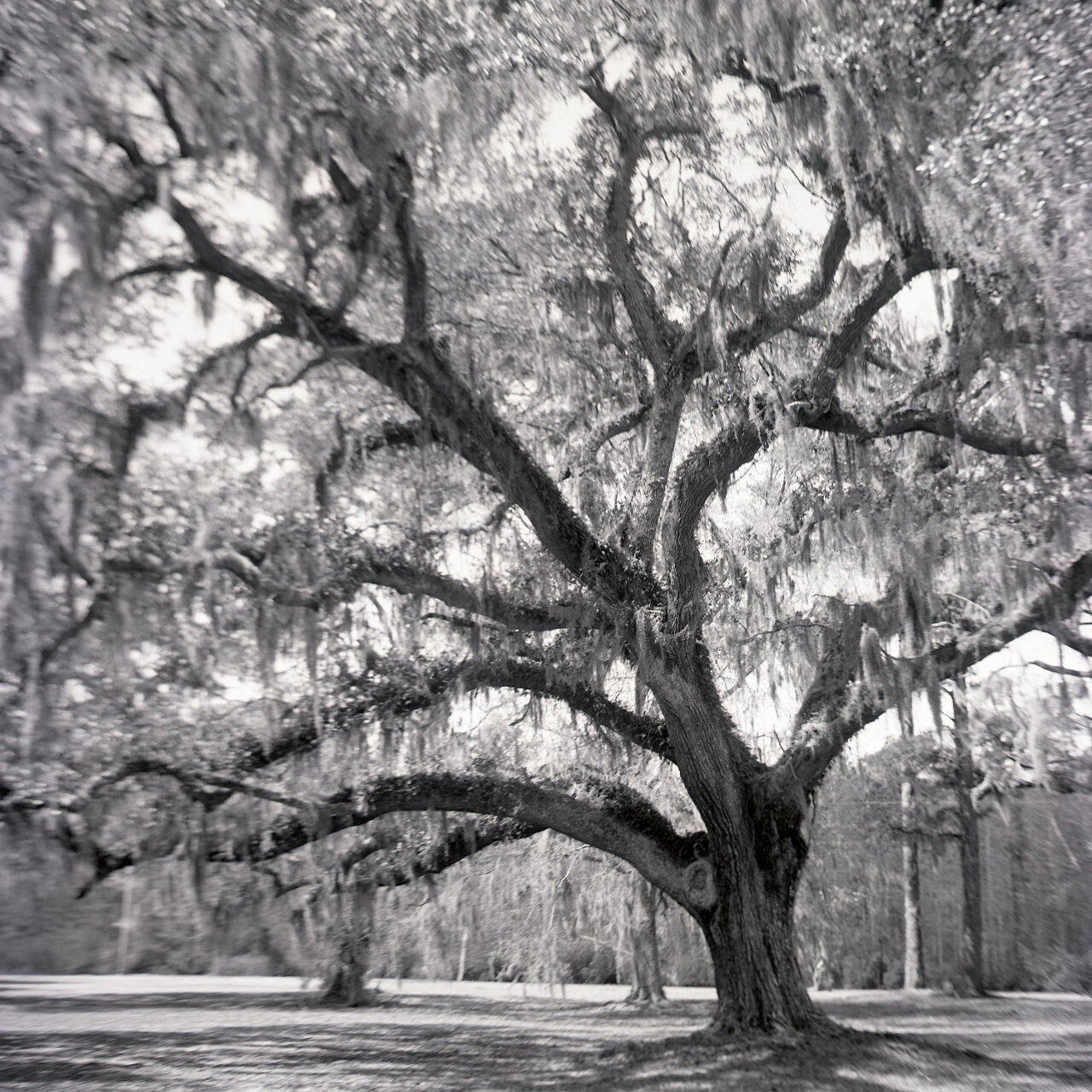 TREES — TARA STALLWORTH LEE