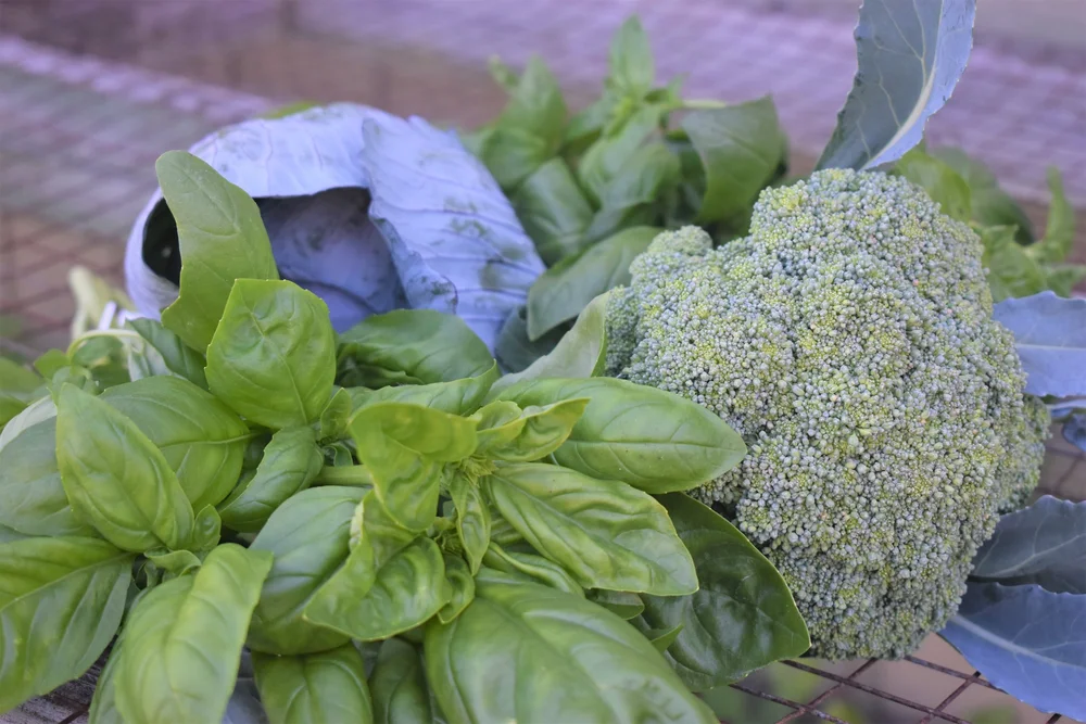 FAQs — Bittersweet Farms