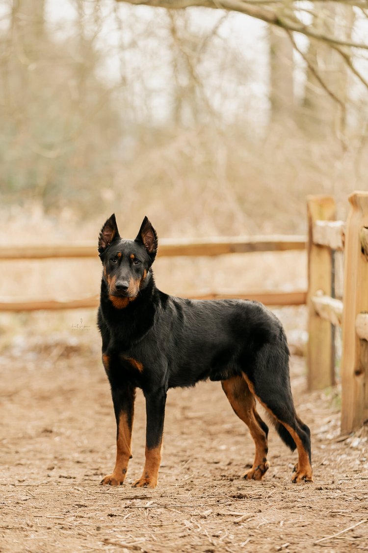 Brewski — PacificGate Beaucerons & Cavaliers