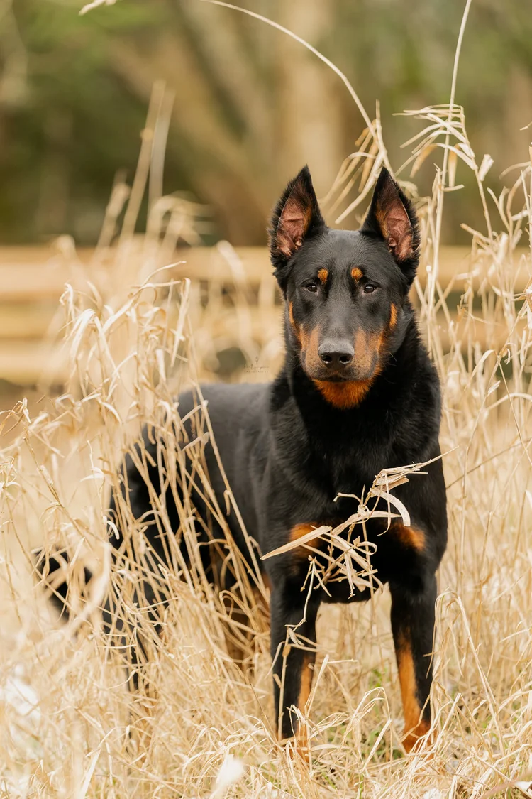Brewski — PacificGate Beaucerons & Cavaliers
