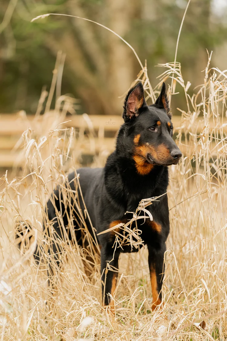 Brewski — PacificGate Beaucerons & Cavaliers