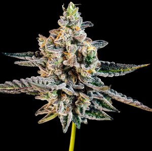 Sunset Animal Kush — Phinest Cannabis