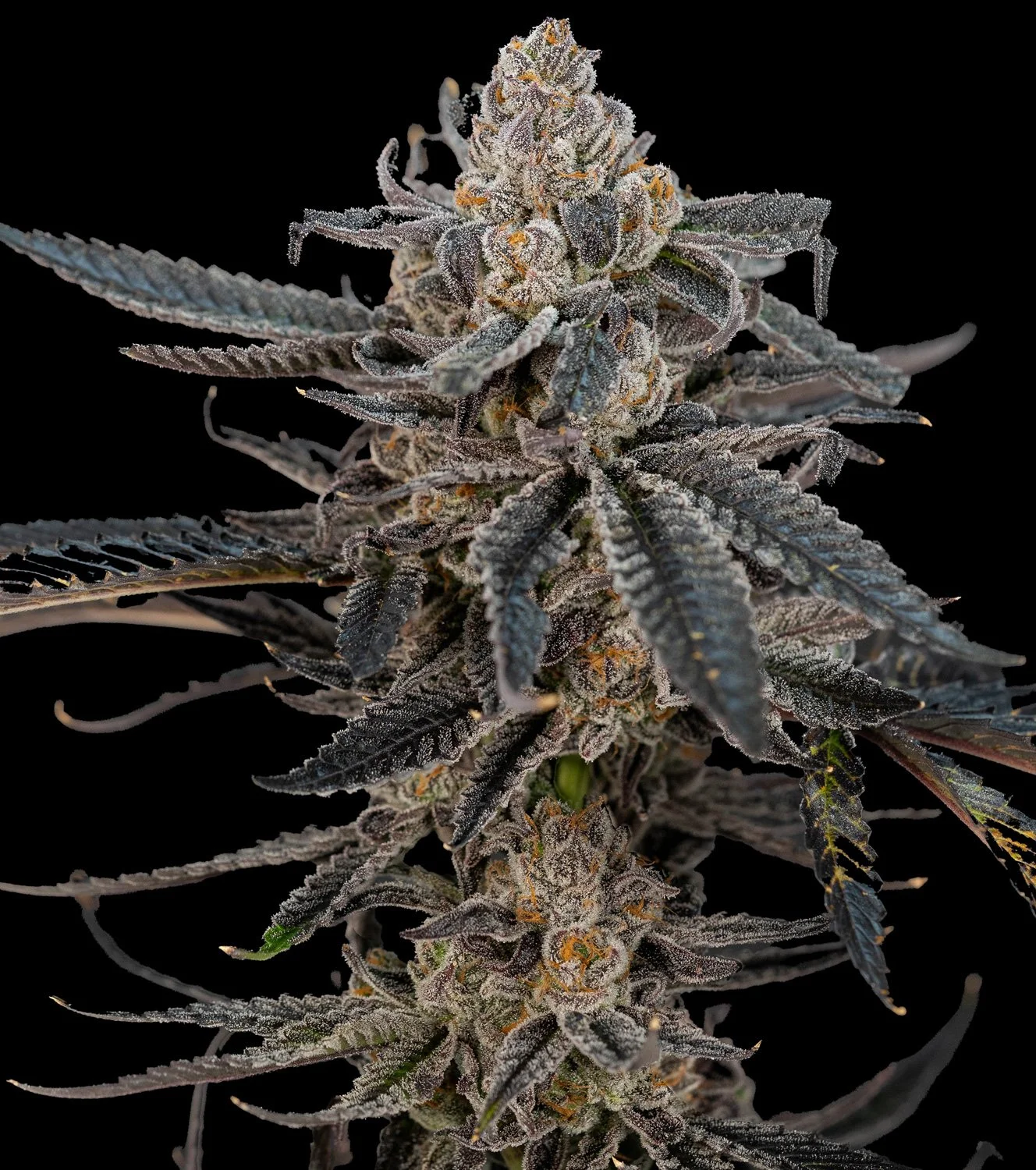 Black Dynamite — Phinest Cannabis