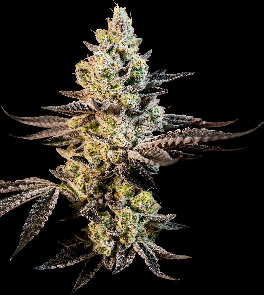 Shake Shack - Indica — Phinest Cannabis