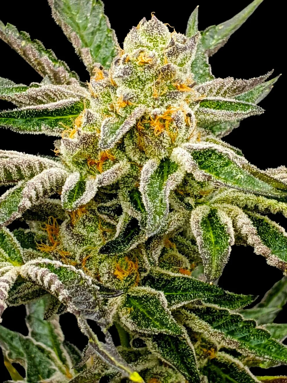 Pre-98 Bubba Kush — Phinest Cannabis