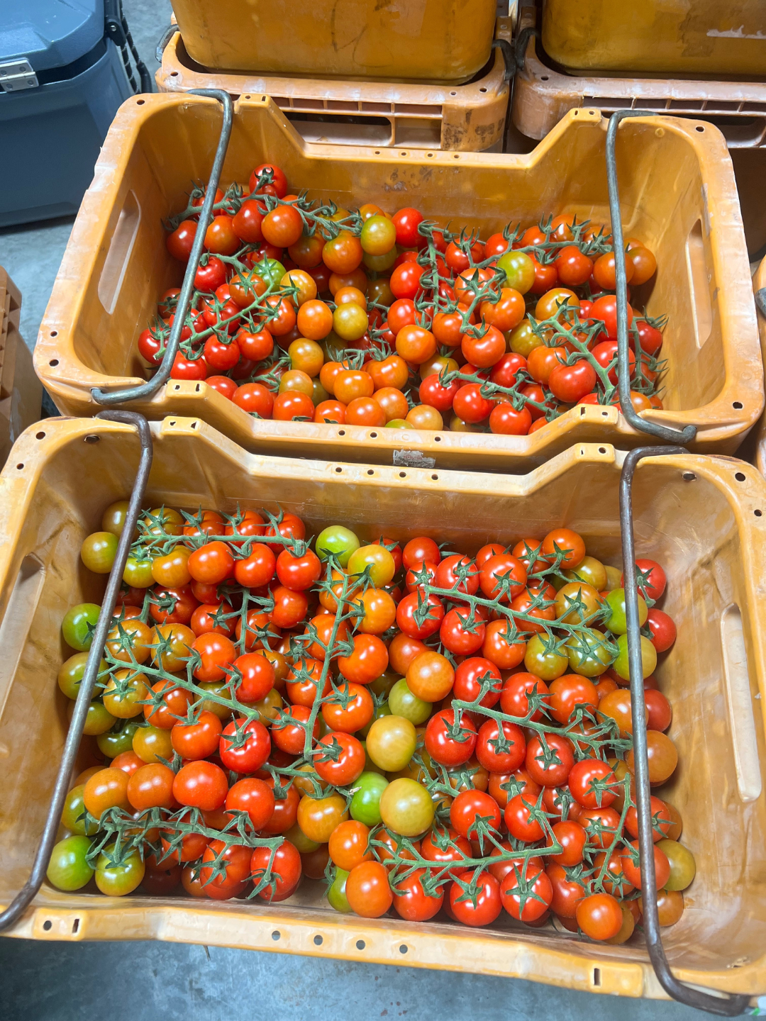 WA Grown Vine-Ripened Cherry Truss Tomatoes | Bunbury Busselton ...