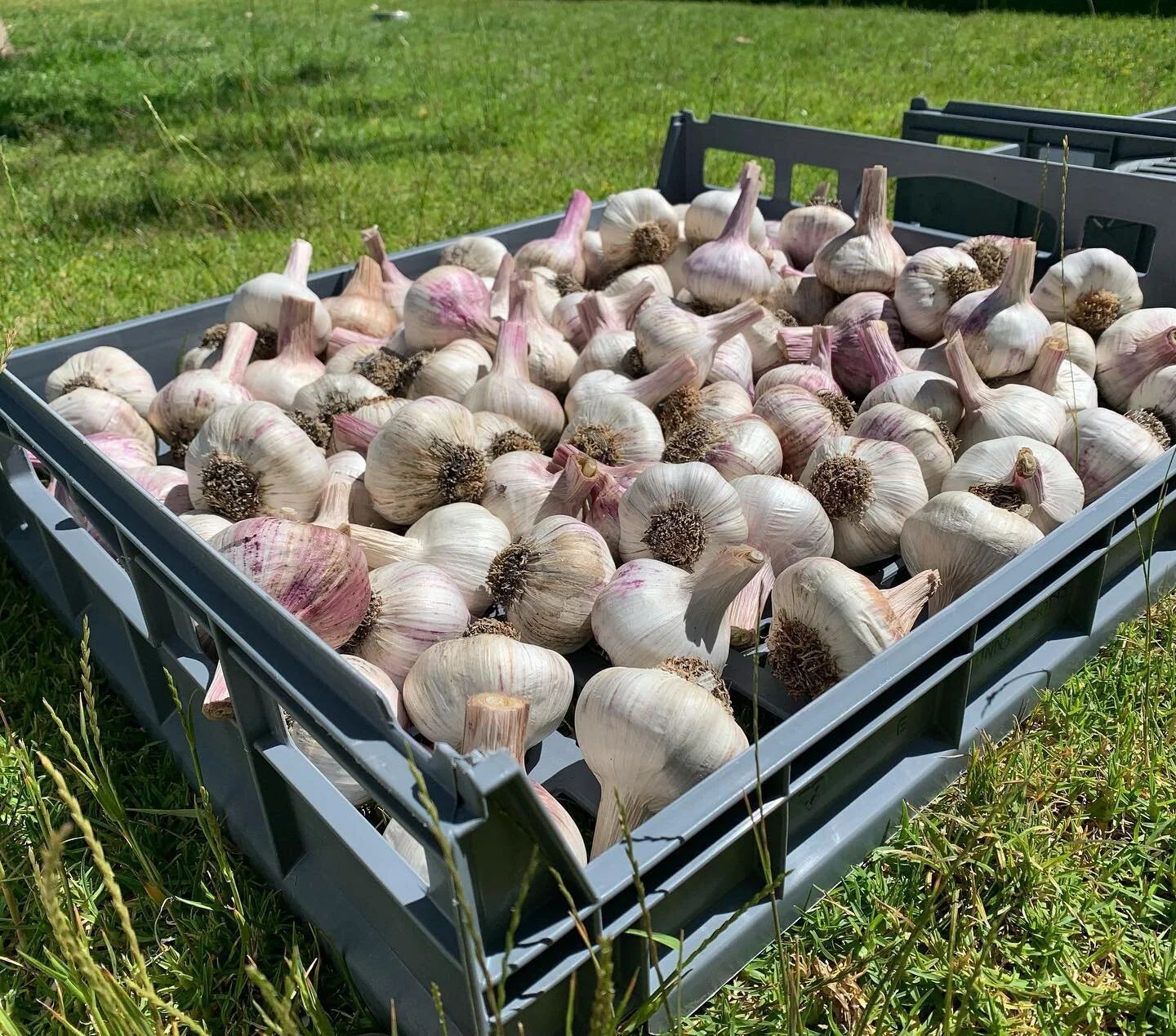 Fresh Garlic for Sale - Munns & Sons Farm