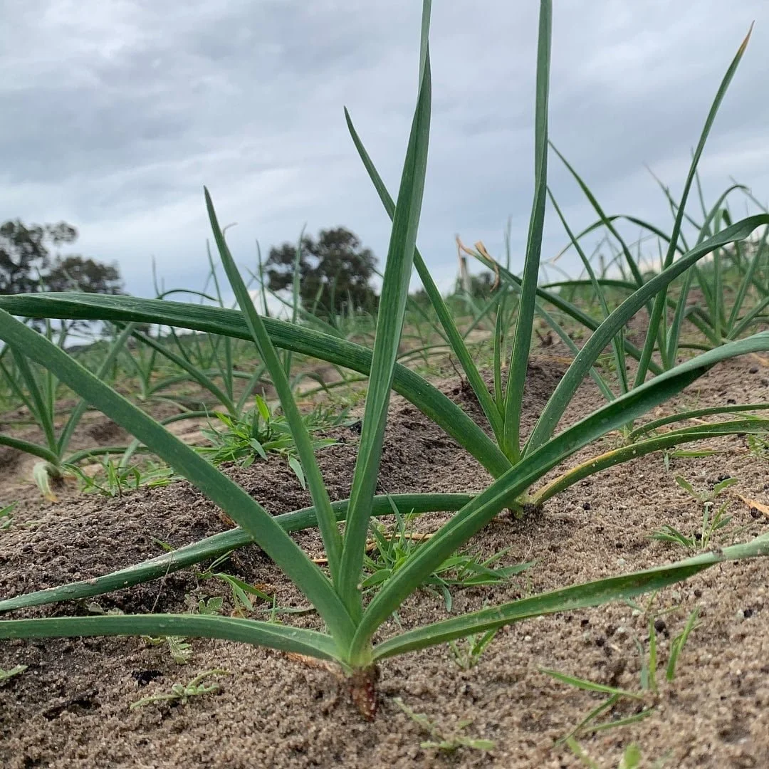 Garlic for Sale - Munns & Sons Farm