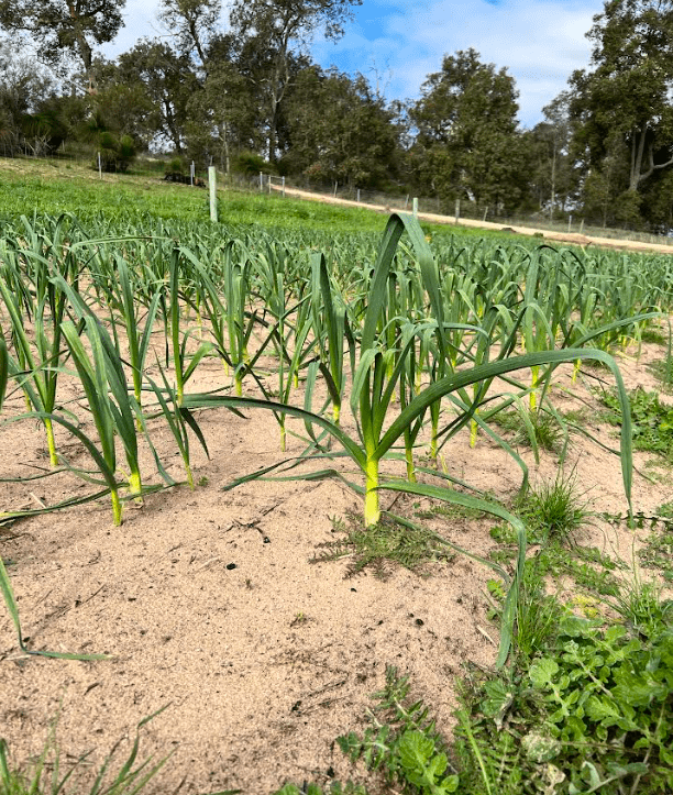 Australian Garlic Varieties Guide: An In-Depth Exploration — Munns ...