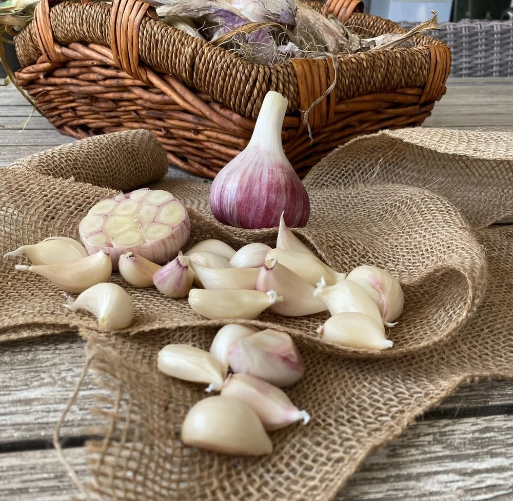 Garlic for Sale - Munns & Sons Farm