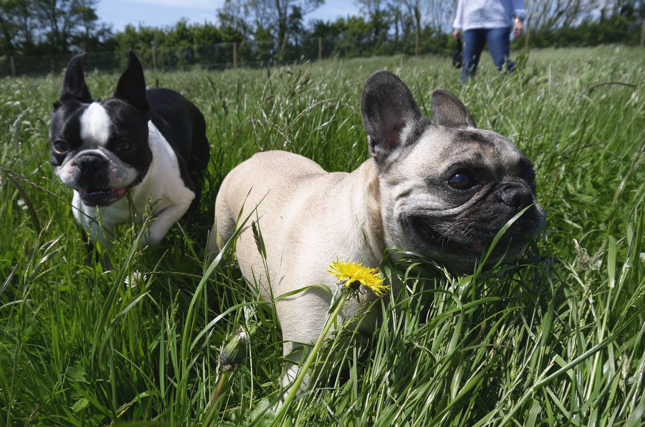 Site Rules | Visit Responsibly Today — Wembury Walkies