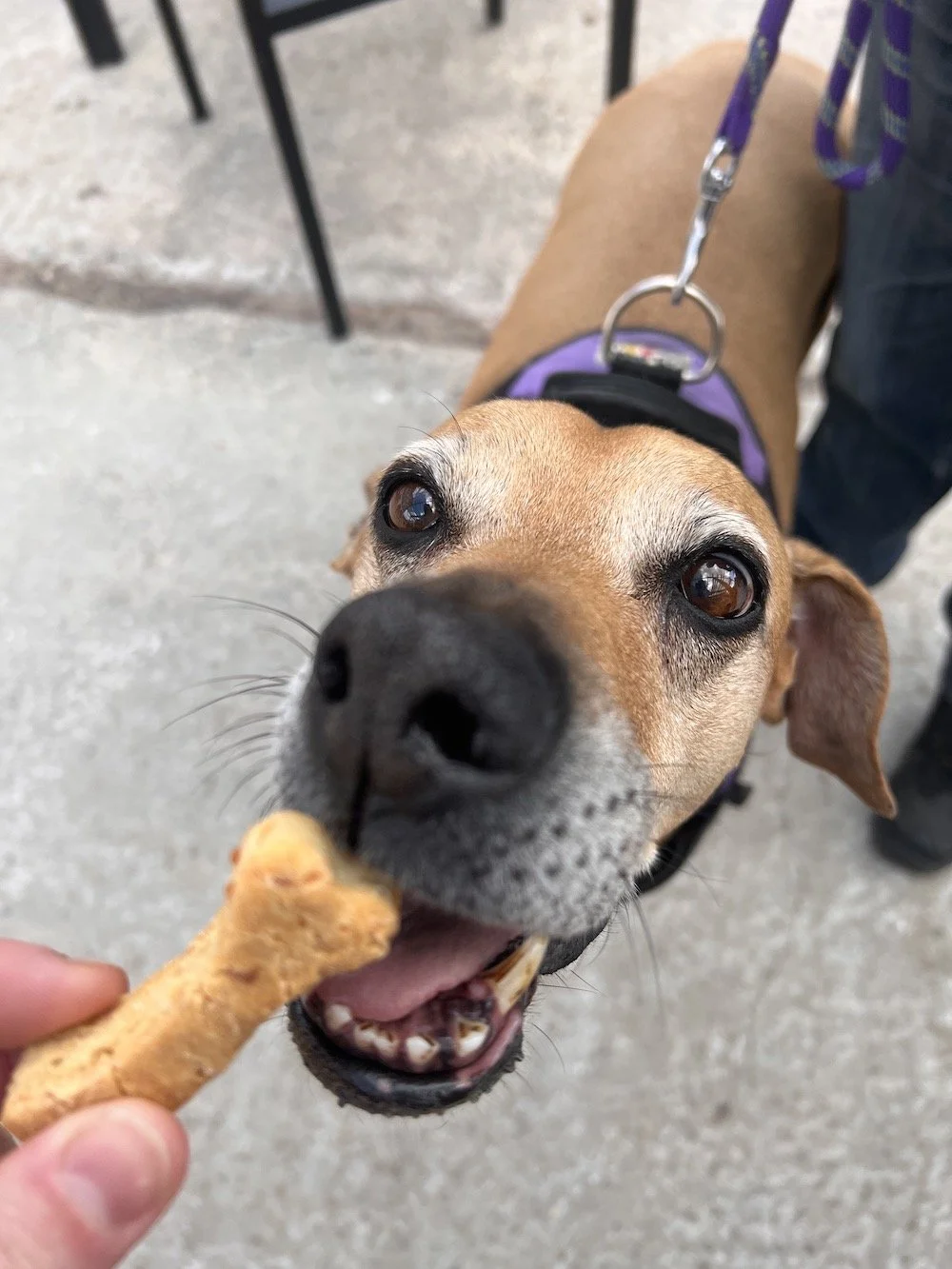 What Is Good For Dogs Bones