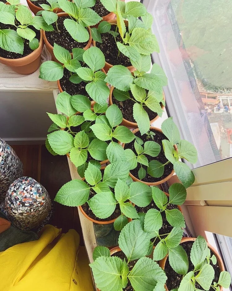 tips on being an indoor perilla mom — dear saturdays — dear saturdays