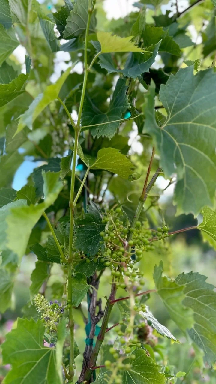 Anchored Roots Vineyard & Winery