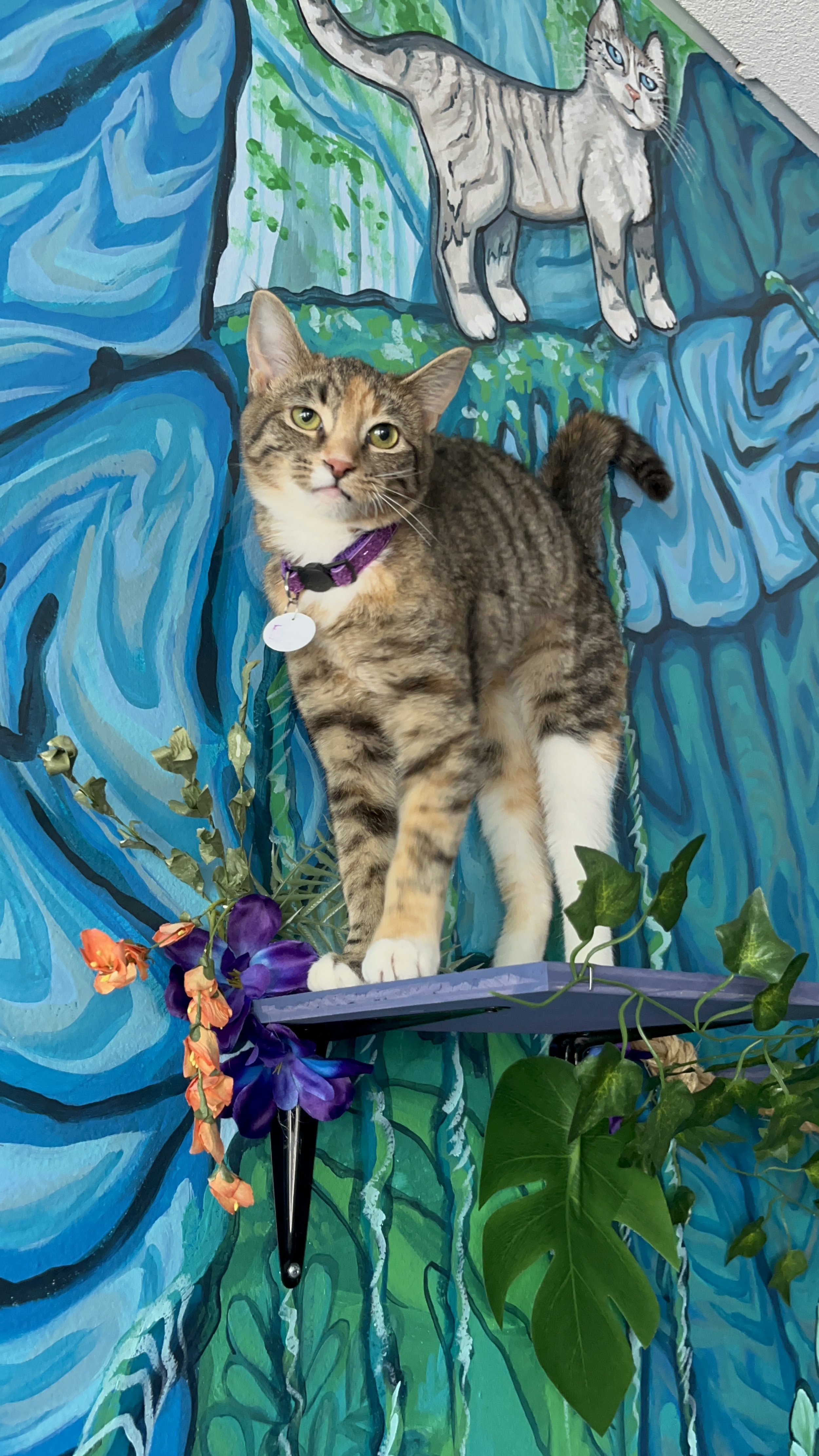 Purrfect Pause Cat Cafe