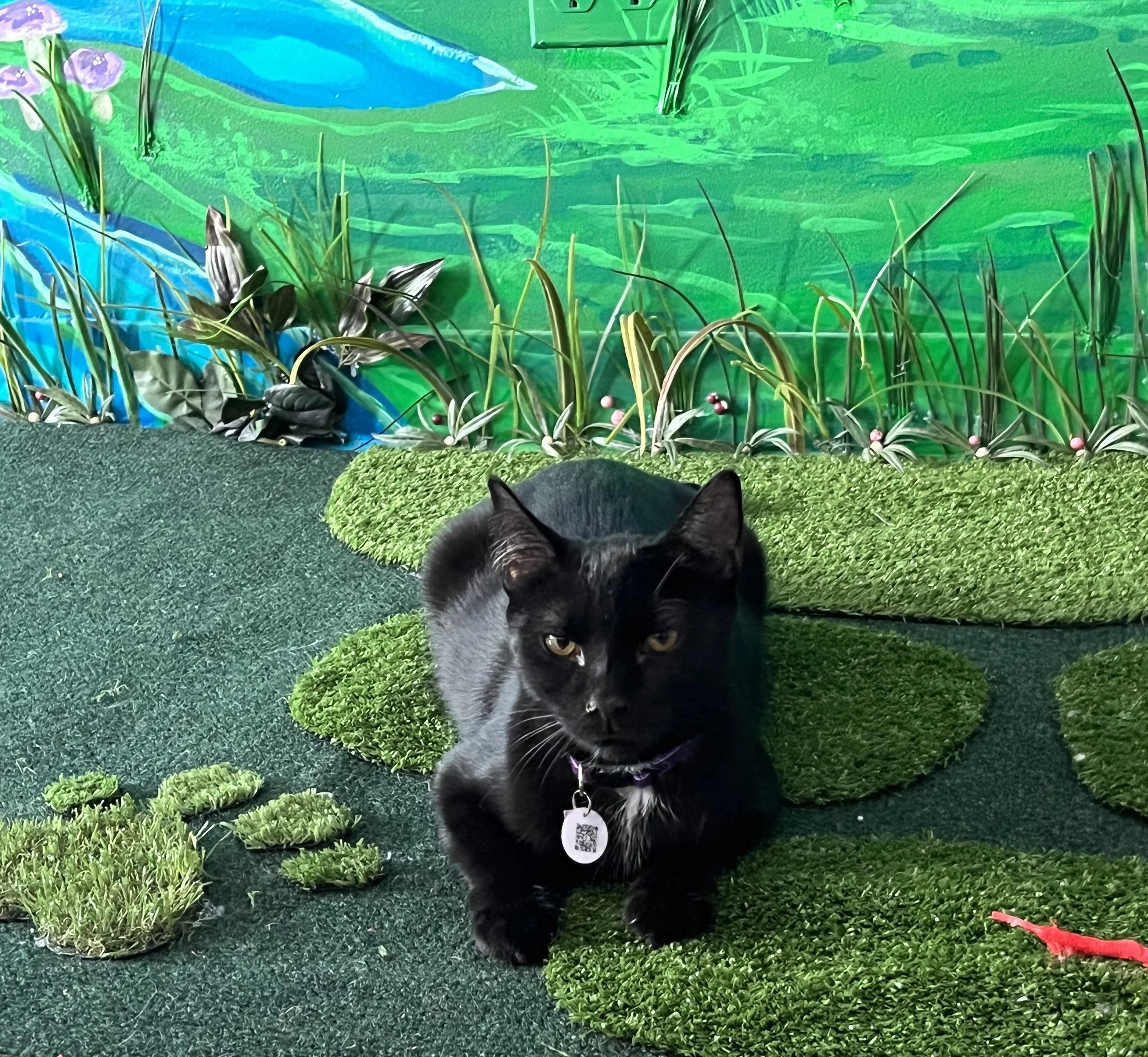 Purrfect Pause Cat Cafe Purrfect Pause Cat Cafe