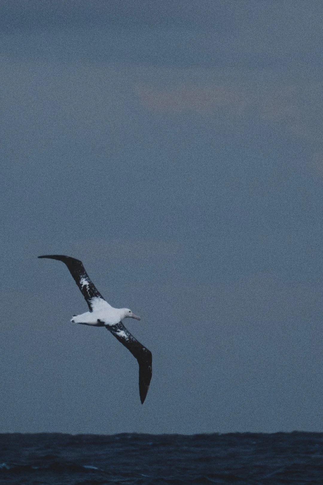 El primer Albatros — Vinson of Antarctica