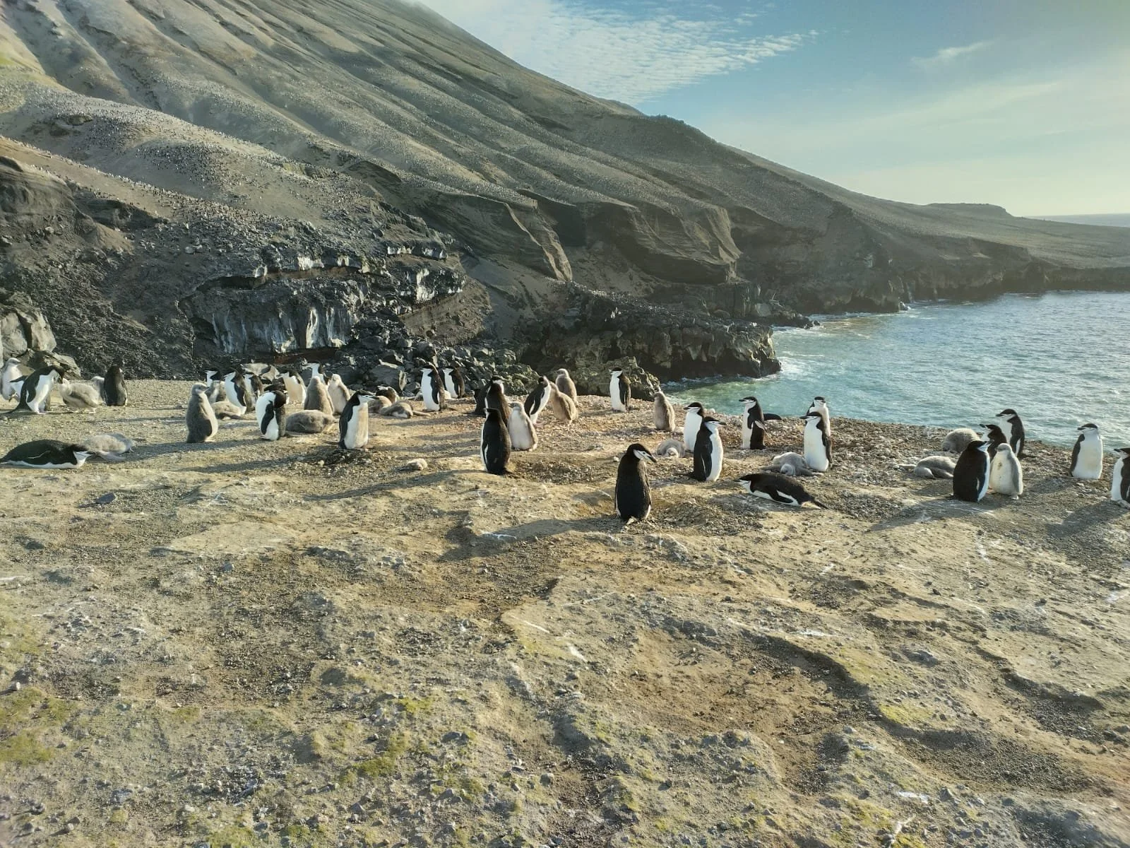 Counting one and a half million penguins. — Vinson of Antarctica