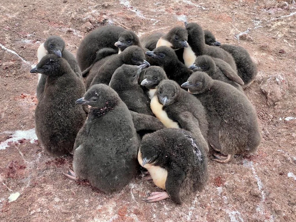 Counting one and a half million penguins. — Vinson of Antarctica