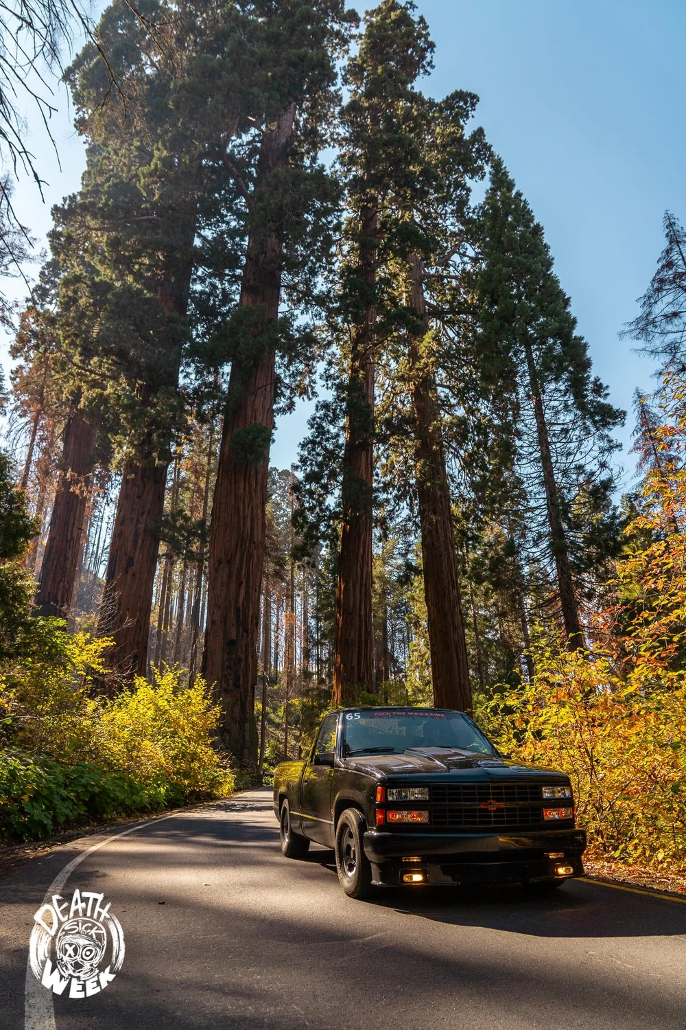 Back on Track – Day Five Combines Mountains and Massive Trees, Curves ...