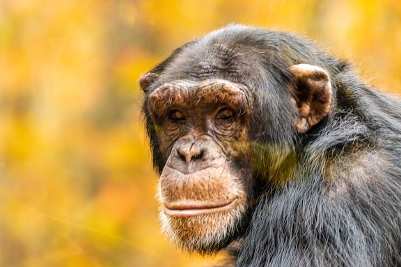 Project Chimps — Atlanta School of Photography