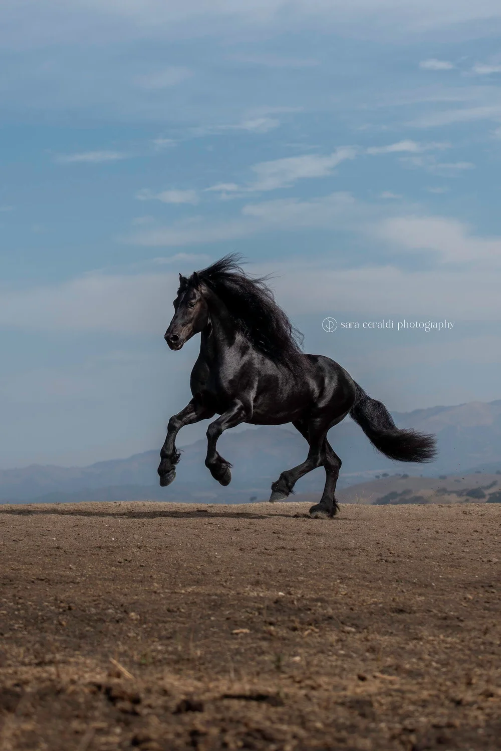 portfolio — sara ceraldi equestrian