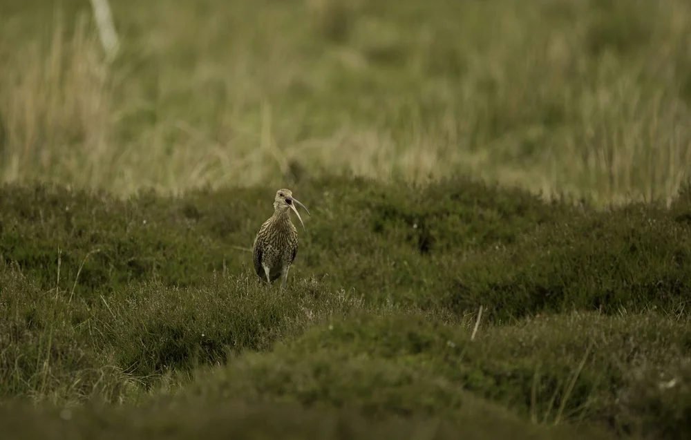 About — The Curlew Sounds Project