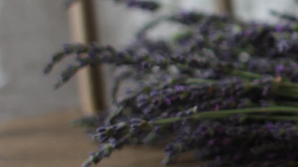 Farm Events — The Lavender Farm