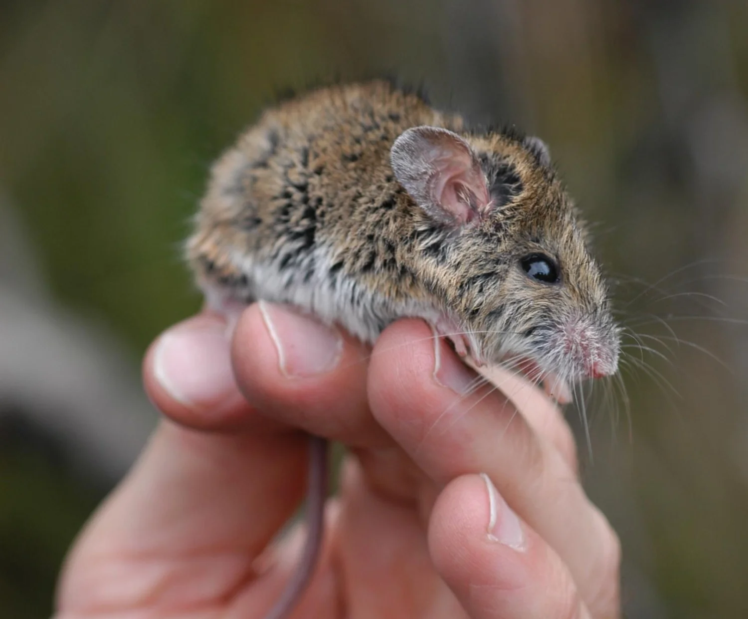 New Holland Mouse — Mulligans Flat