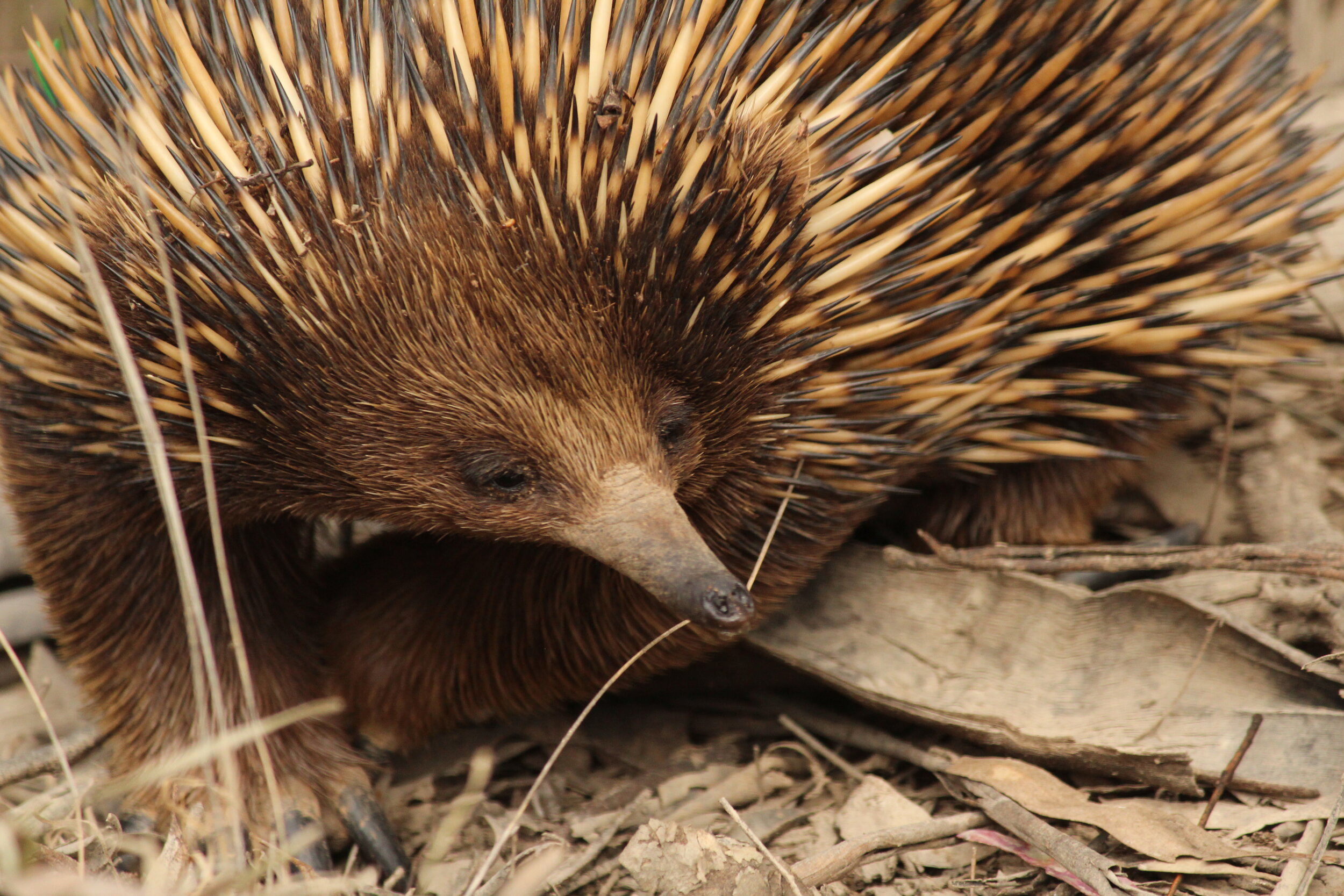 Echidna Four Headed